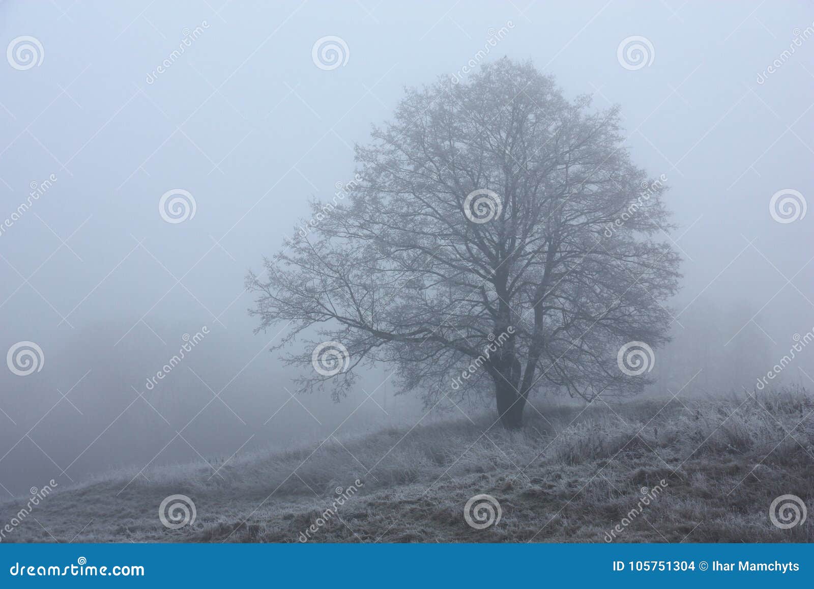Tree in a fog. stock photo. Image of trees, landscape - 105751304