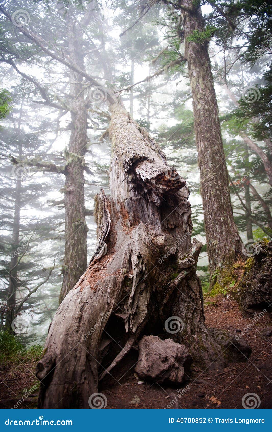 Tree in fog stock photo. Image of tree, branches, cold - 40700852