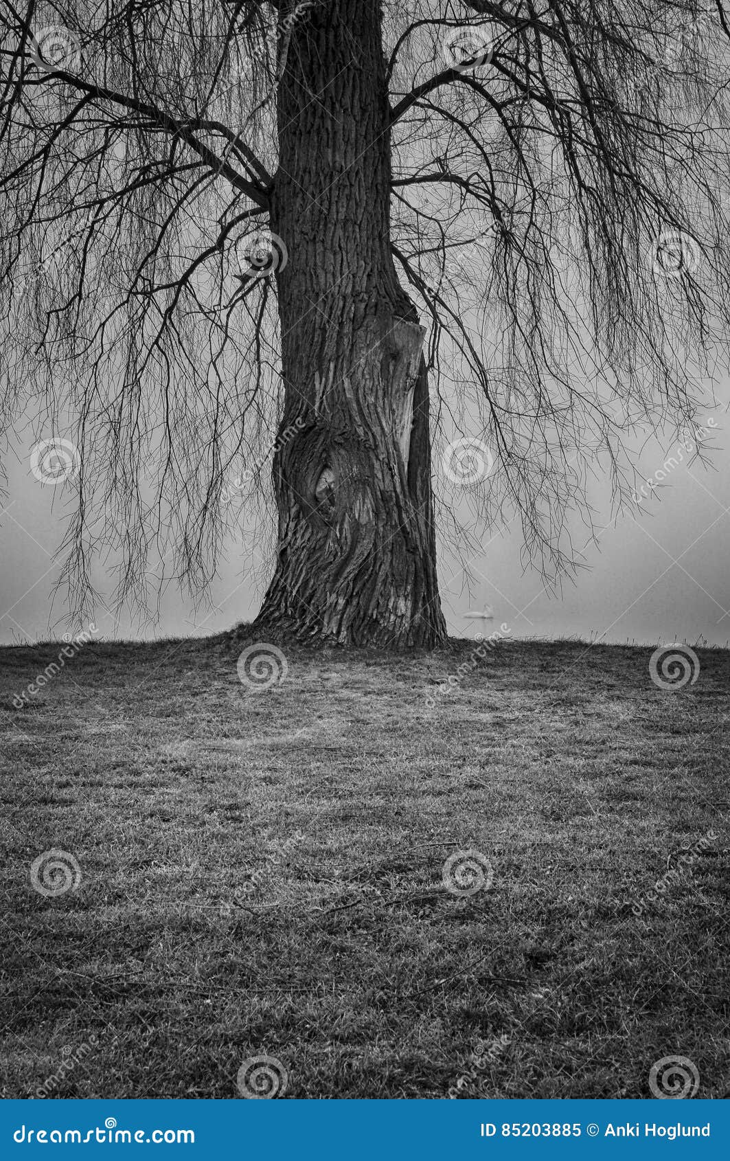 Tree in fog stock image. Image of lake, frost, calm, monochromatic ...