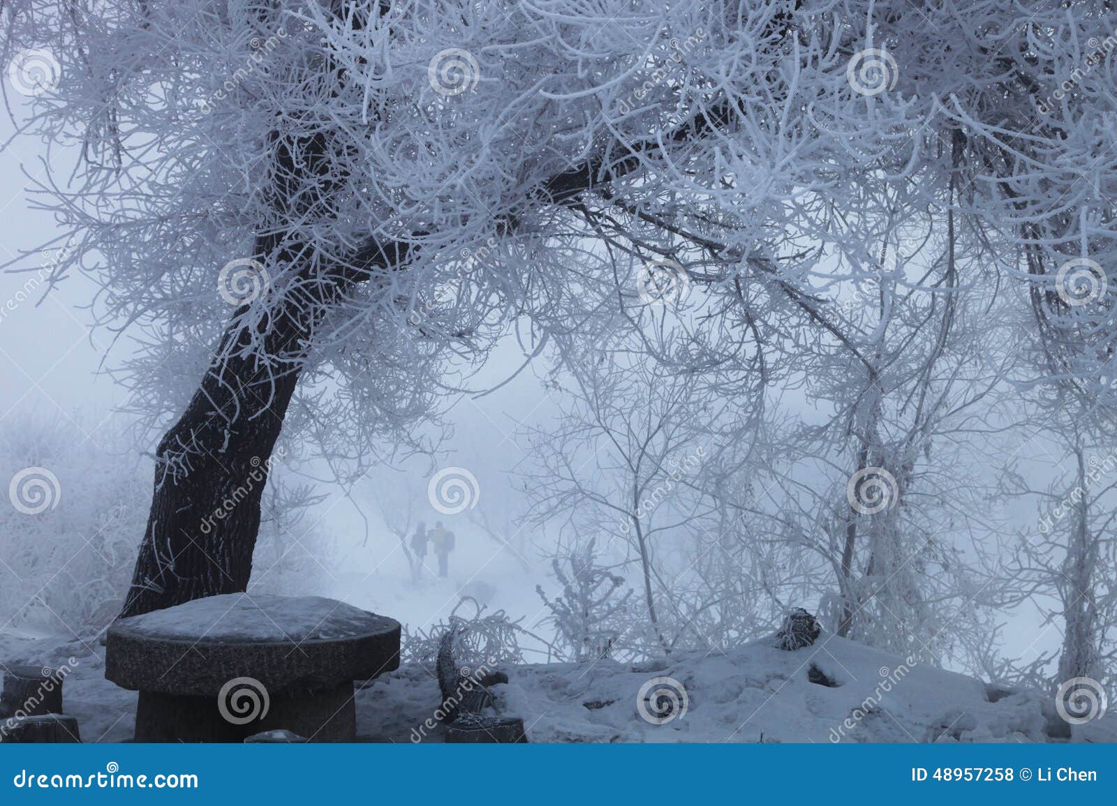 A tree in fog stock photo. Image of rime, thick, invisible - 48957258
