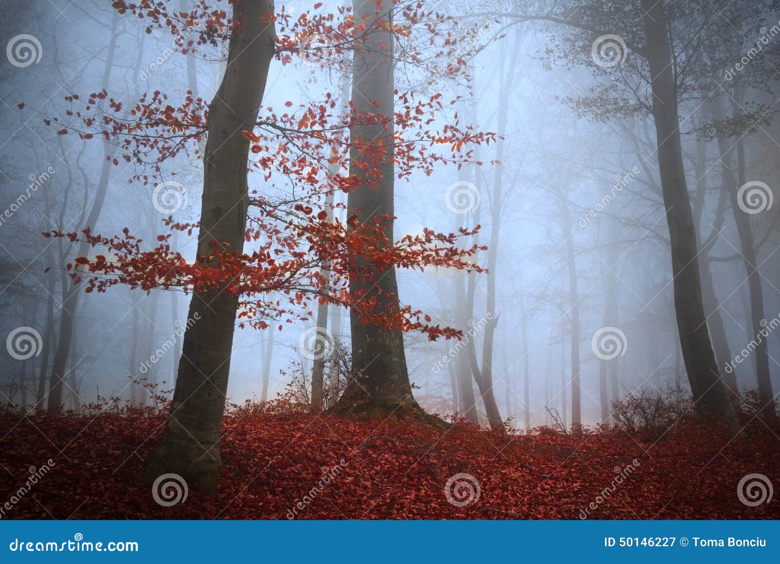 Tree in a foggy forest stock image. Image of forest, calm - 50146227