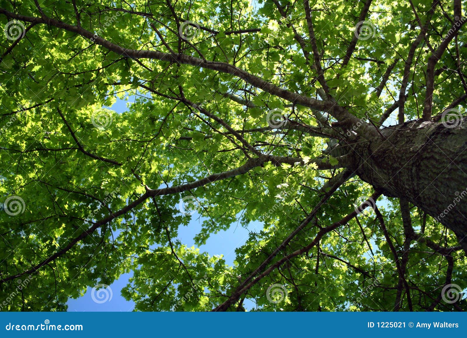 Tree foliage stock image. Image of green, grove, base - 1225021