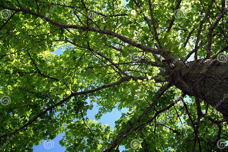 Tree foliage stock image. Image of green, grove, base - 1225021