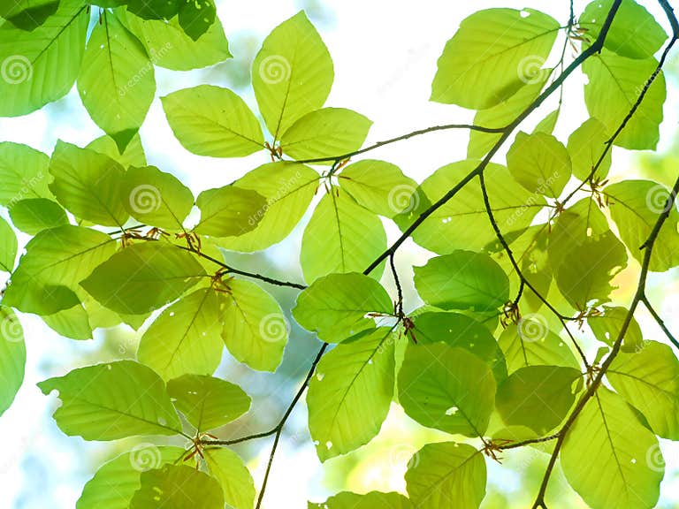 Tree in spring time stock photo. Image of rural, springtime - 29829792