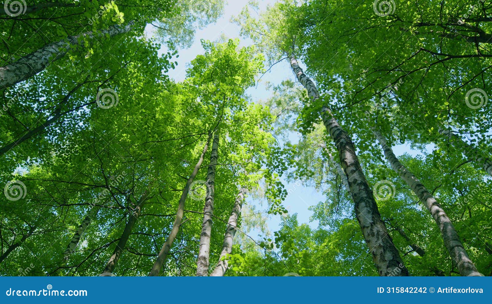 Tree Foliage with the Leaves Swinging in the Wind on a Background of ...