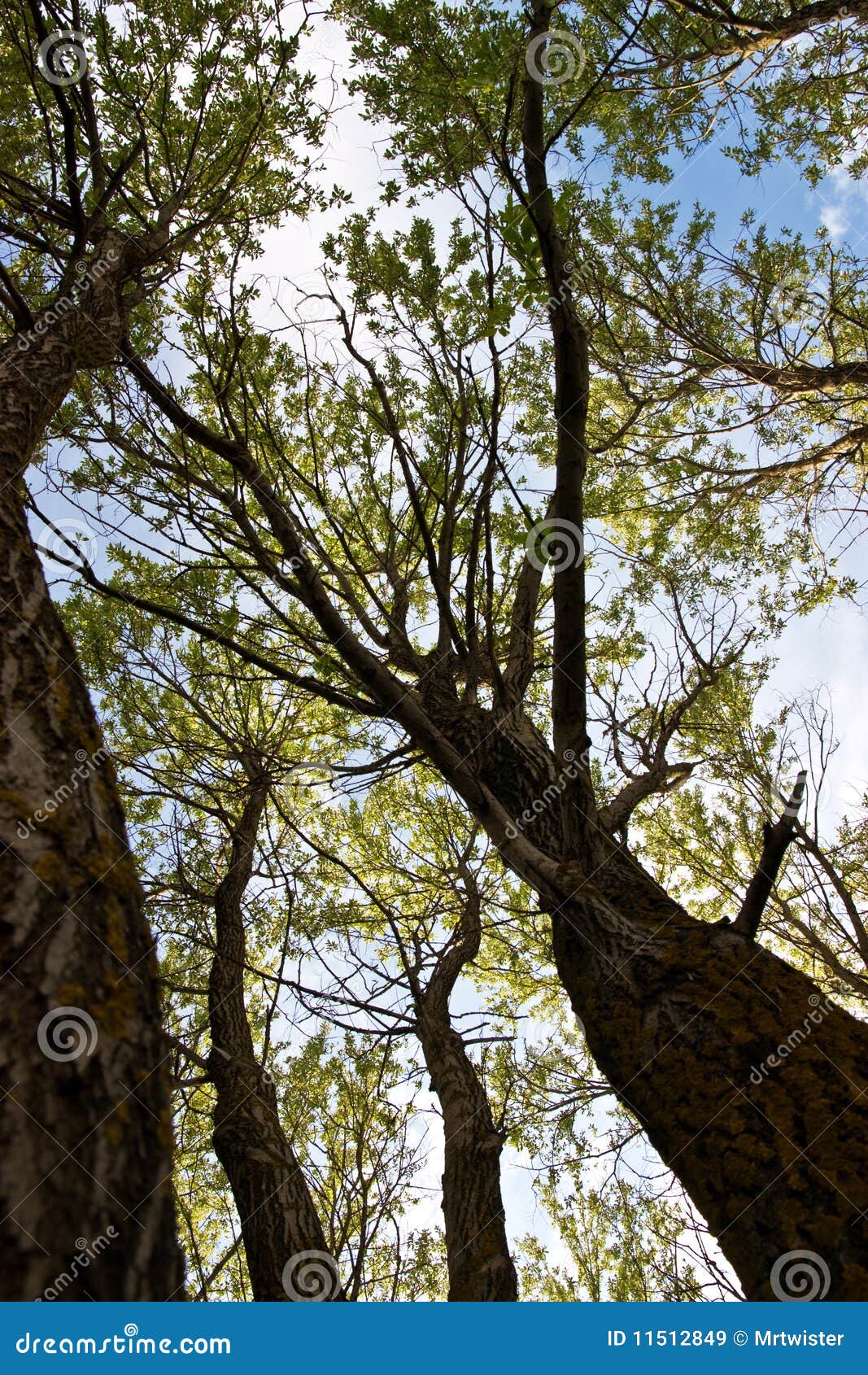 Tree foliage looking-up stock image. Image of season - 11512849