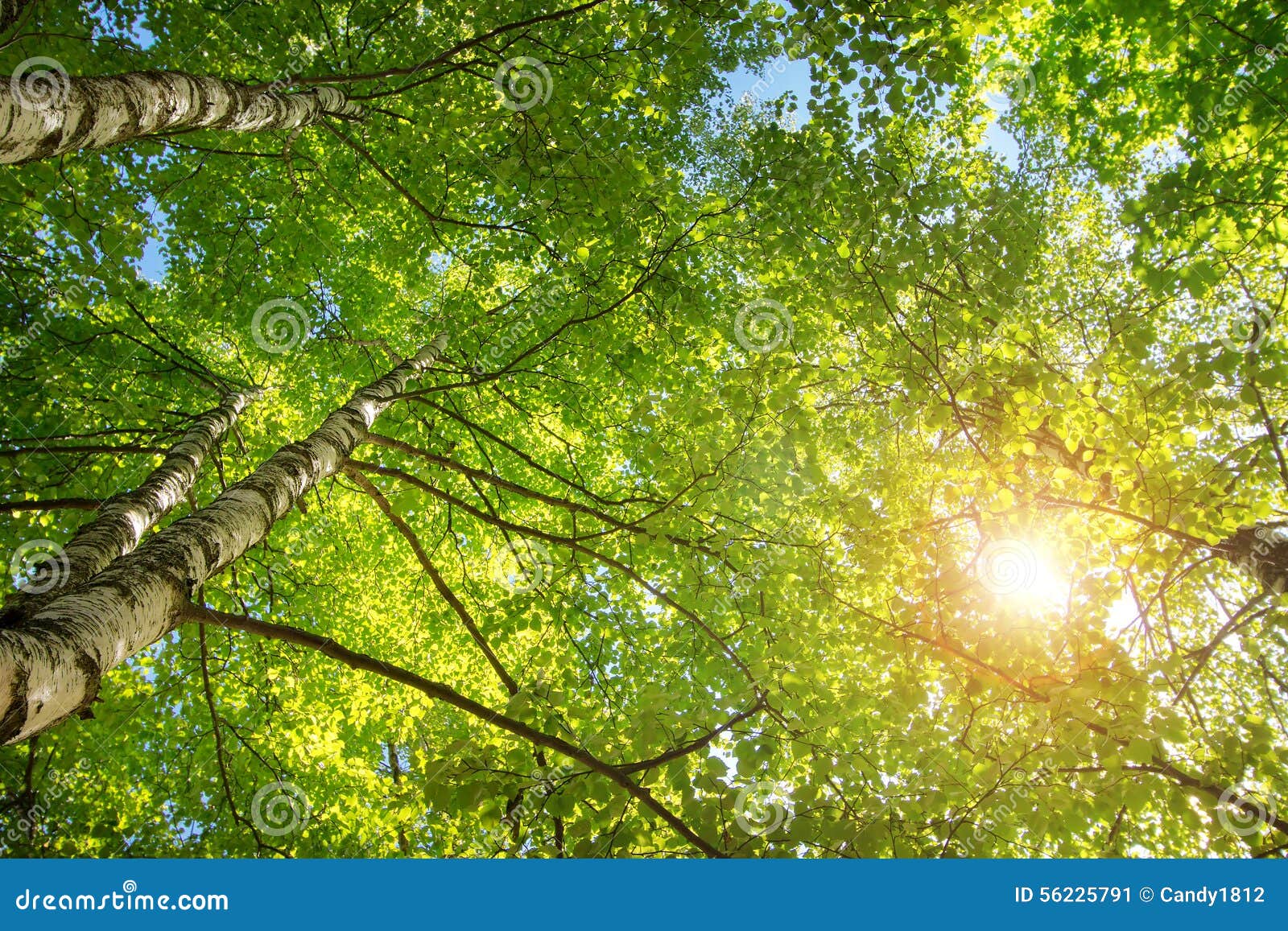 Tree Foliage in Morning Light Stock Image - Image of green, outdoors ...