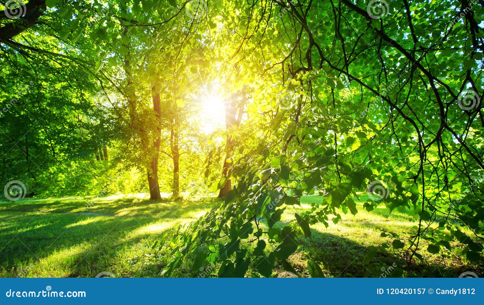 Tree Foliage in Morning Light Stock Image - Image of rays, heaven ...