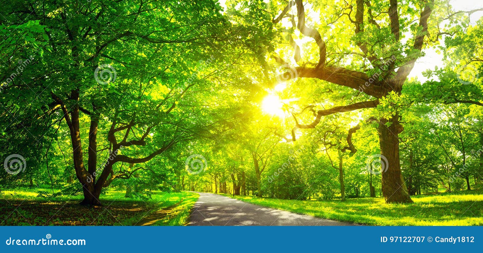 Tree Foliage in Morning Light Stock Image - Image of outdoors, leaves ...