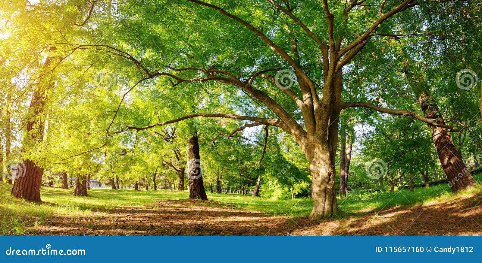 Tree Foliage in Morning Light Stock Photo - Image of beautiful, evening ...