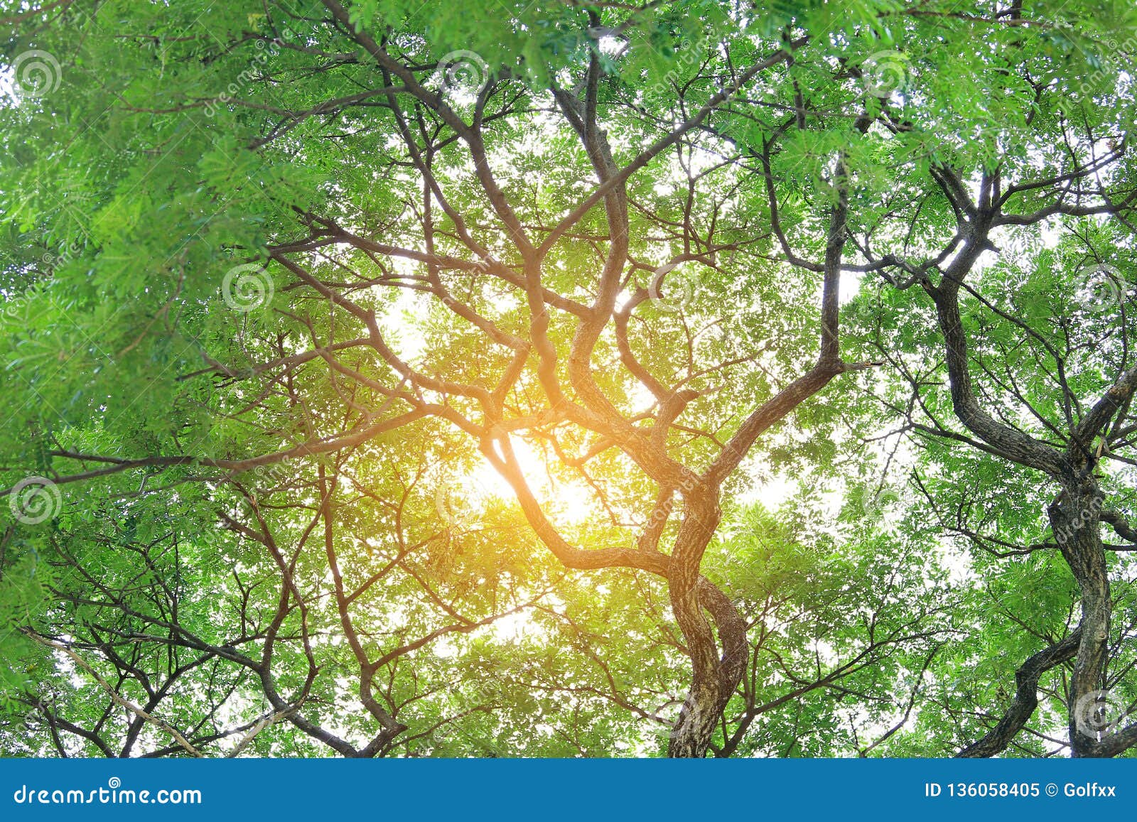 Tree Foliage in Morning Light with Sunlight Stock Image - Image of ...
