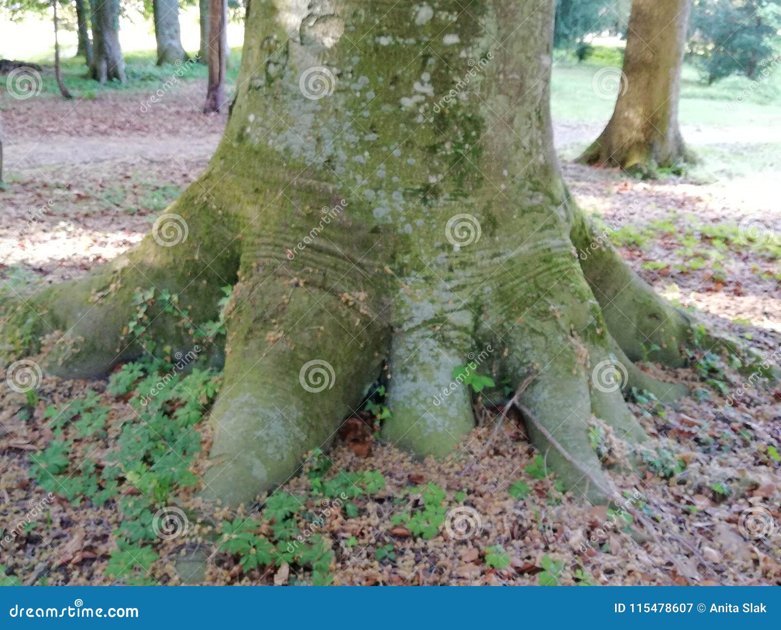 Tree foot stock image. Image of tree, green, foot - 115478607