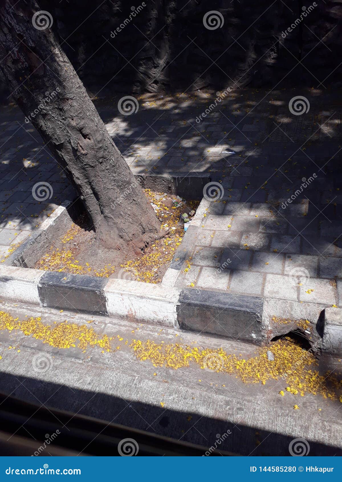 Tree on Footpath Cement Ground Tiles Stock Photo - Image of tree ...