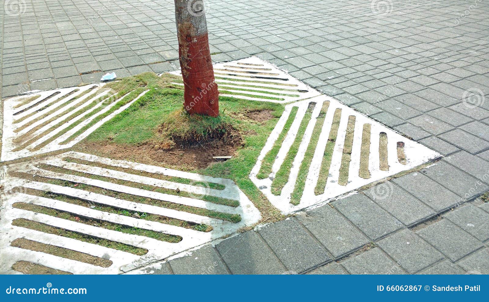 Tree on footpath stock image. Image of roadside, colorful - 66062867