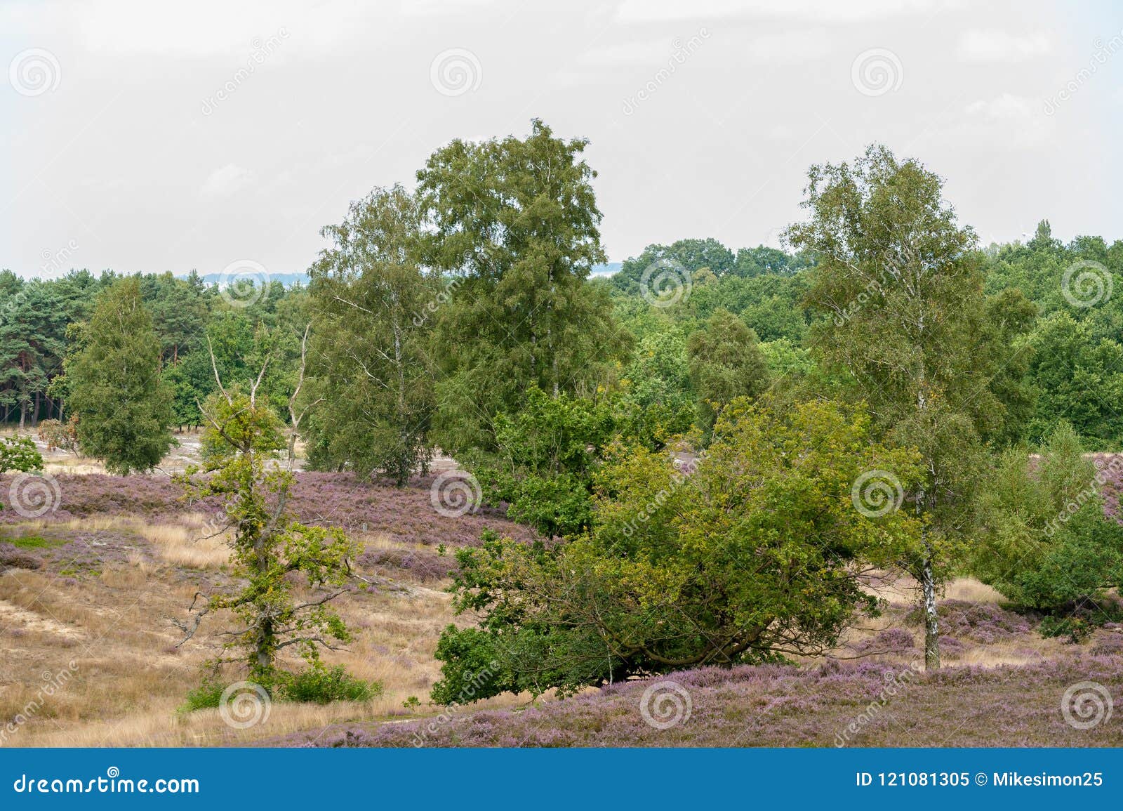 Tree in Foreground with Blooming Heath at Day. Stock Image - Image of ...