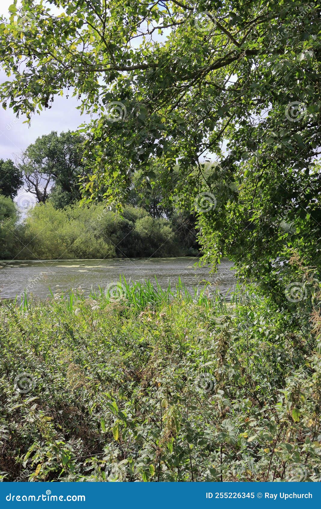 Lake View stock image. Image of coventry, forest, outdoors - 255226345