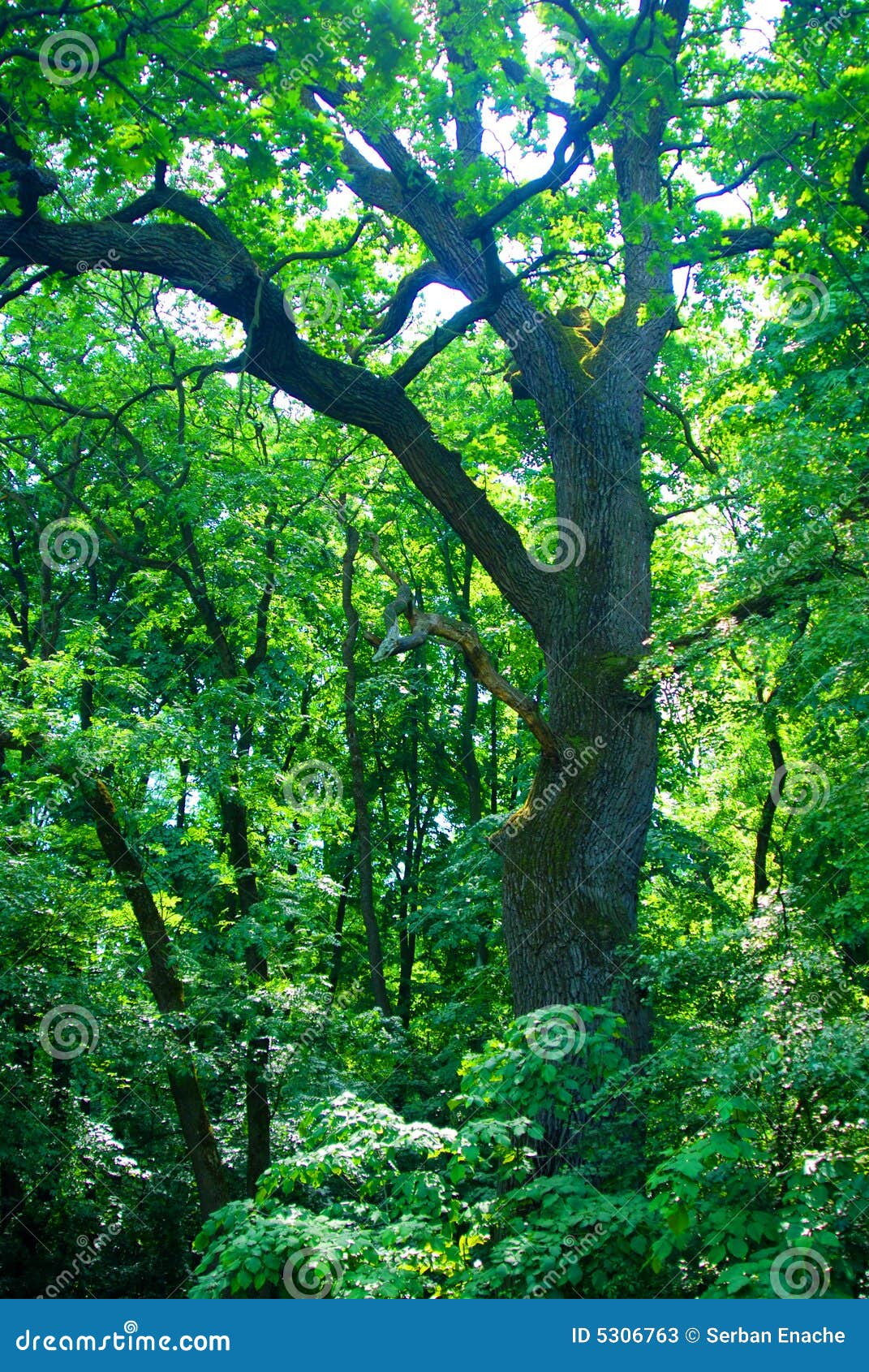Tree in forest stock image. Image of sunny, peaceful, forest - 5306763