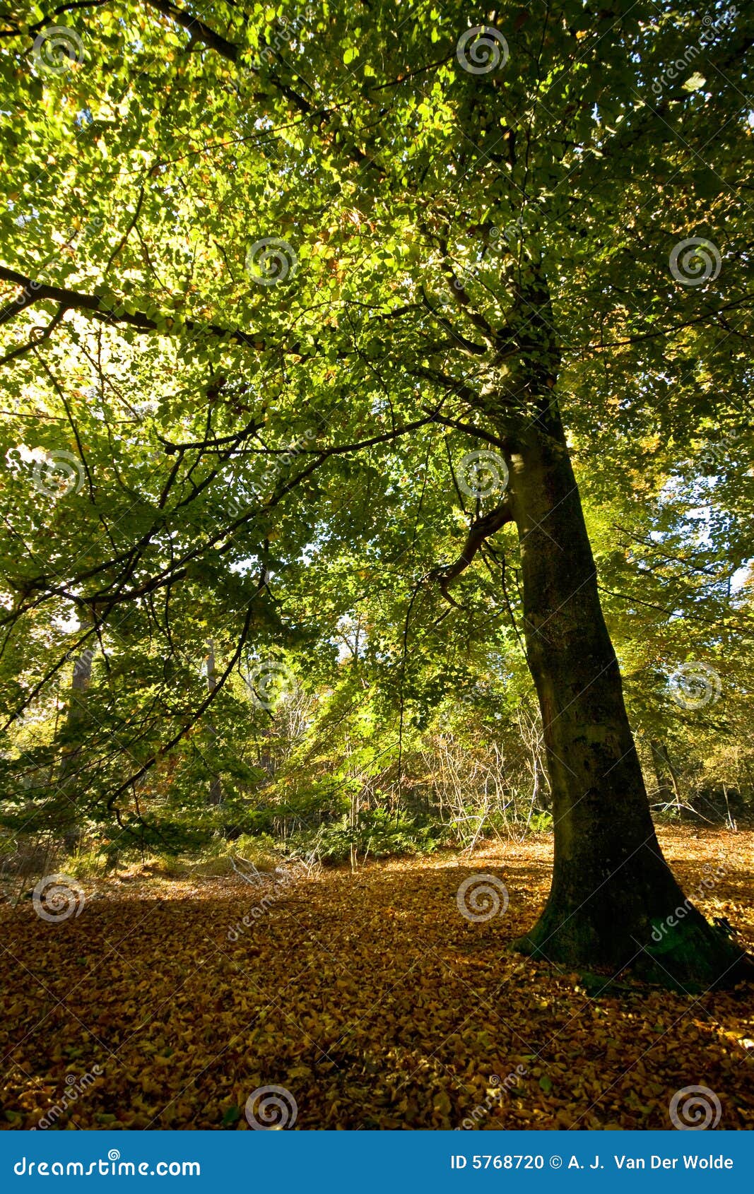 Tree In The Forest Picture. Image: 5768720