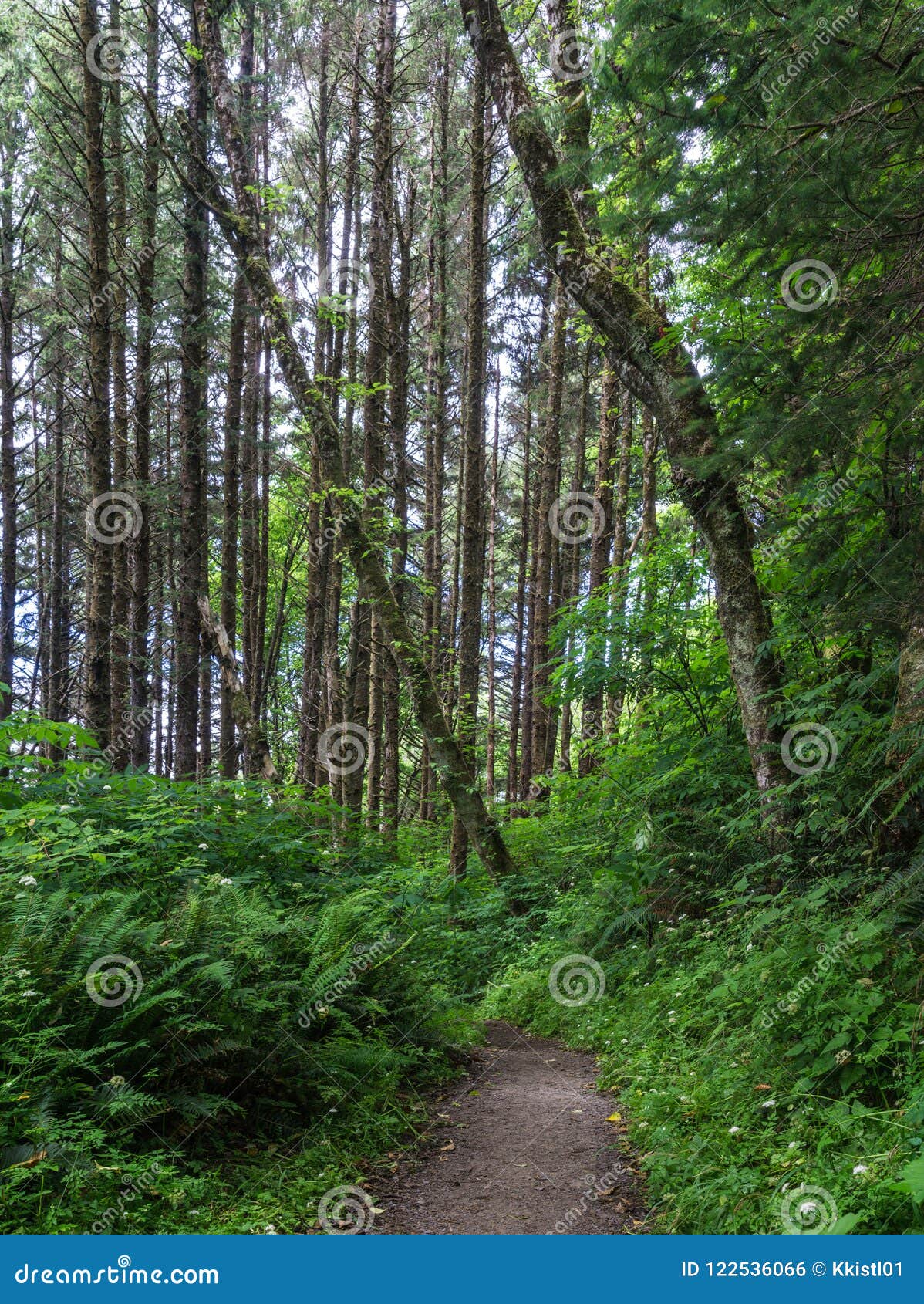 Tree Forest Above Trail Oregon Stock Photo - Image of seaside, scenery ...