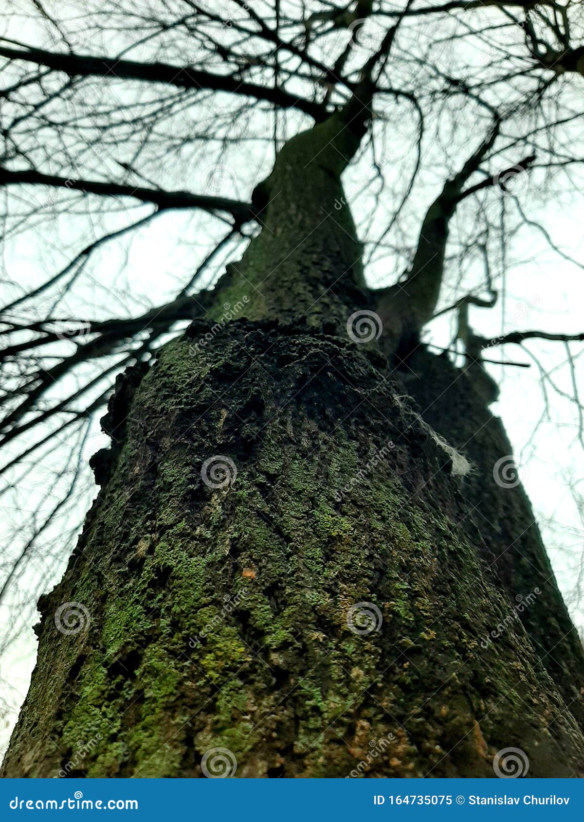 Tree Forest Autumn Sky Change Depression Stock Image - Image of autumn ...