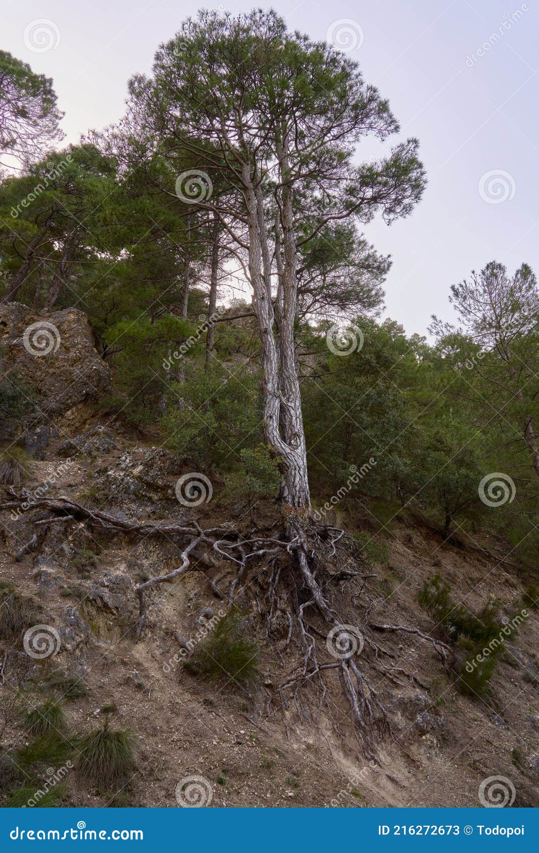 Tree in Forest with Bare Roots Stock Image - Image of riopar, scenic ...