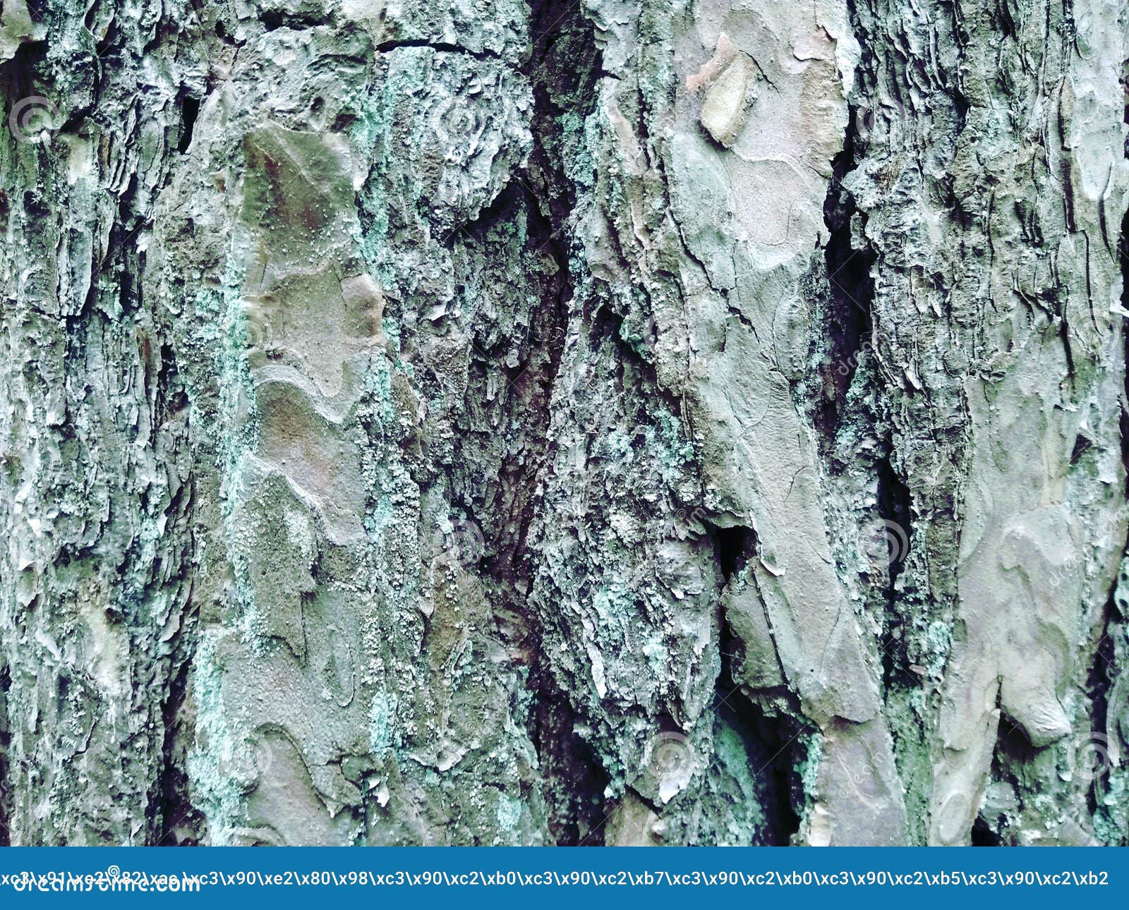 Tree Forest Bark World Nature Stock Photo - Image of forest, tree ...