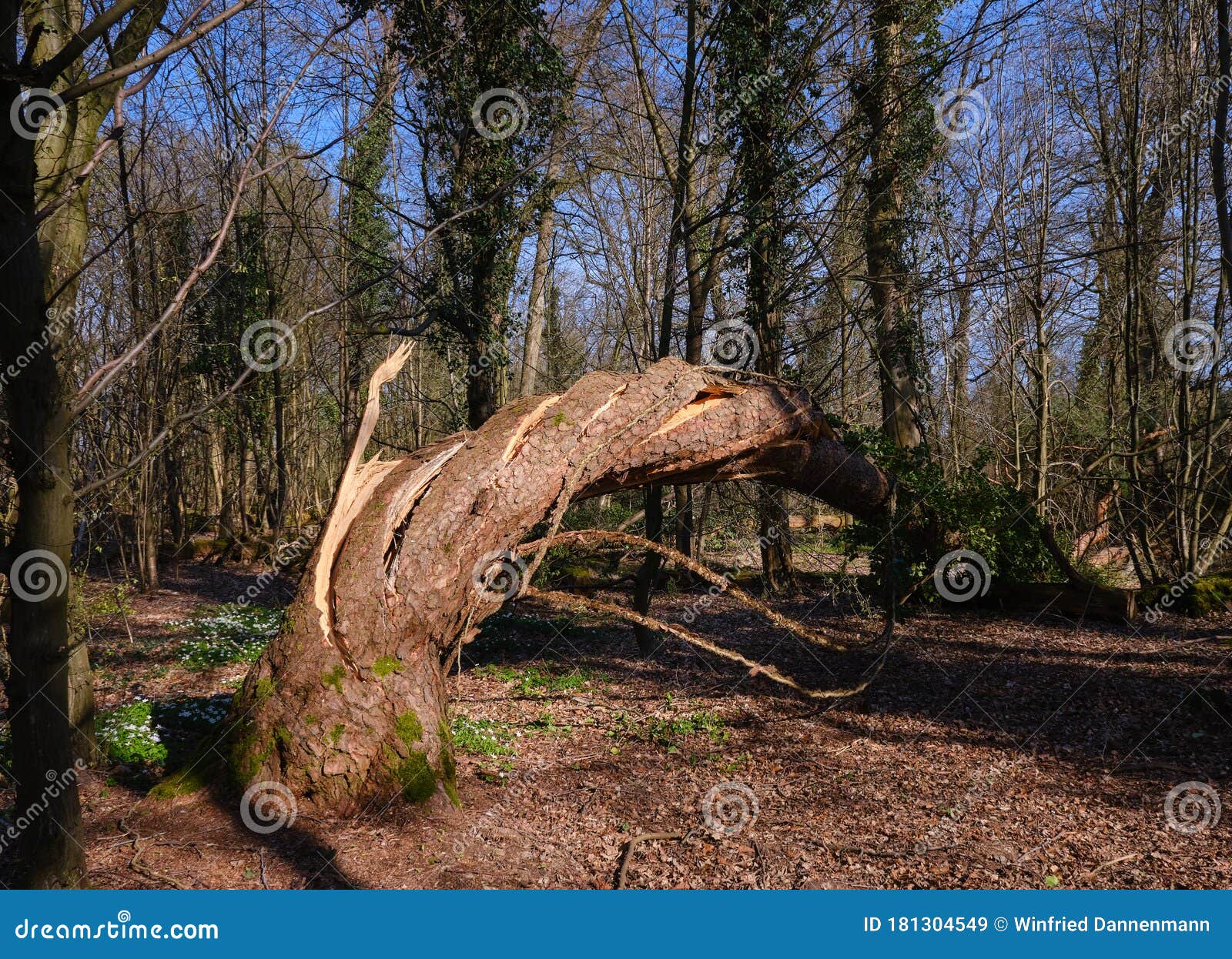 Tree in the Forest Bent in the Storm, Splintered Wood Stock Image ...