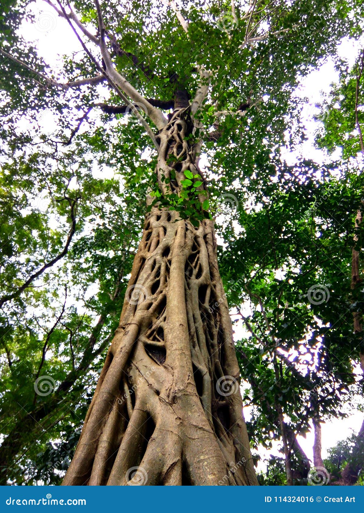 Tree in the Forest.Big Tree Roots Stock Photo - Image of tree, jungle ...