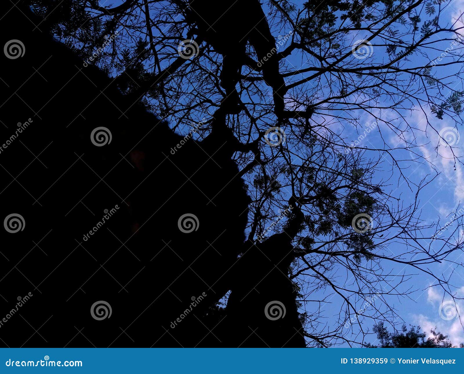 Tree in the Forest in a Blue Sky Stock Image - Image of nature, forest ...