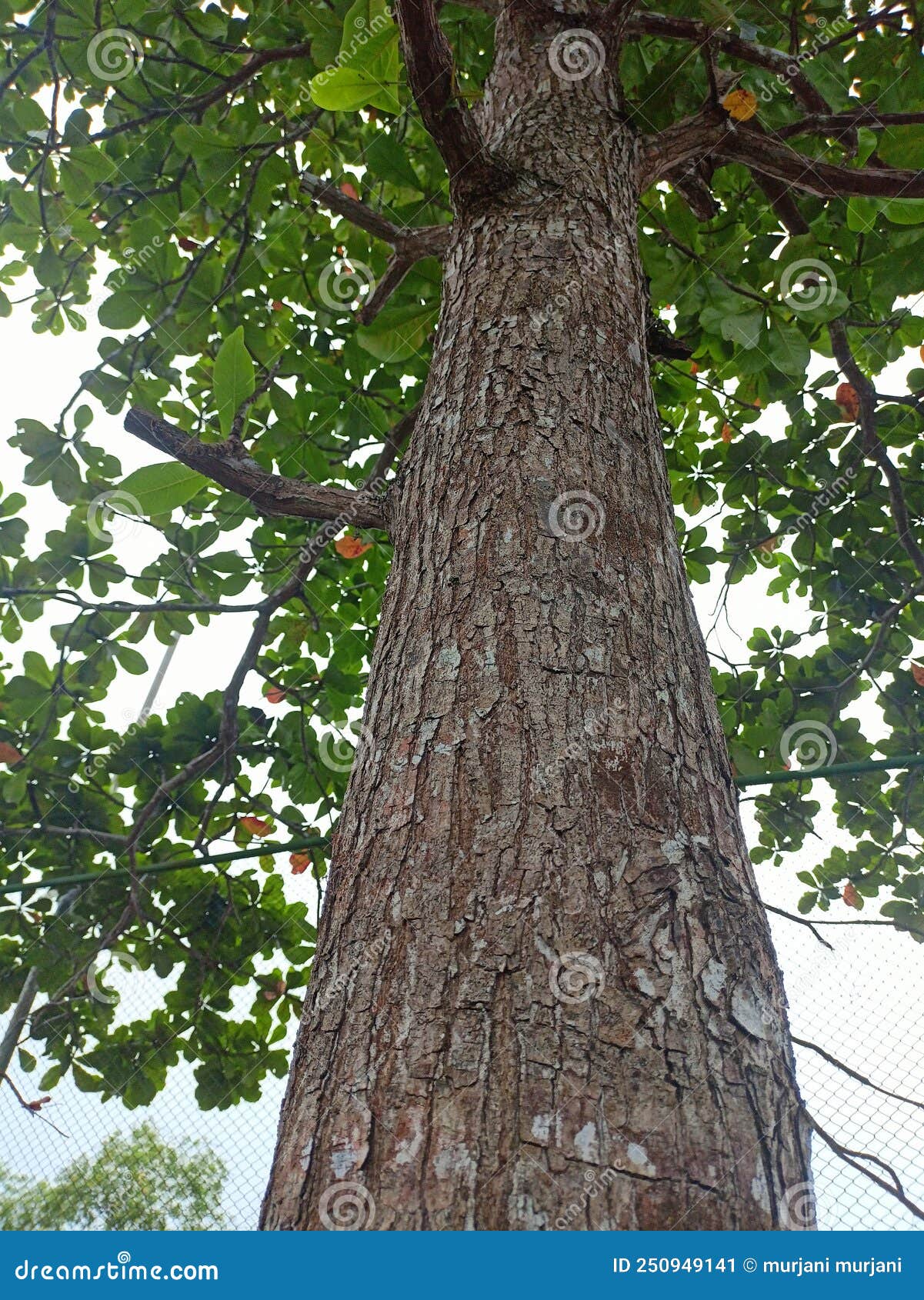 Tree Forest from Borneo in Indonesia Stock Image - Image of grove, twig ...