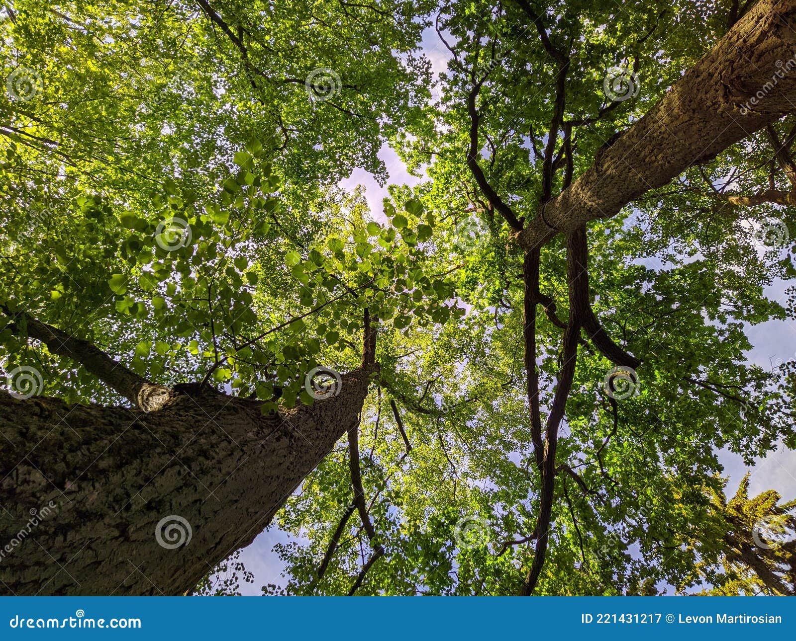 Tree in the Forest Bottom Up View. Stock Image - Image of area, green ...