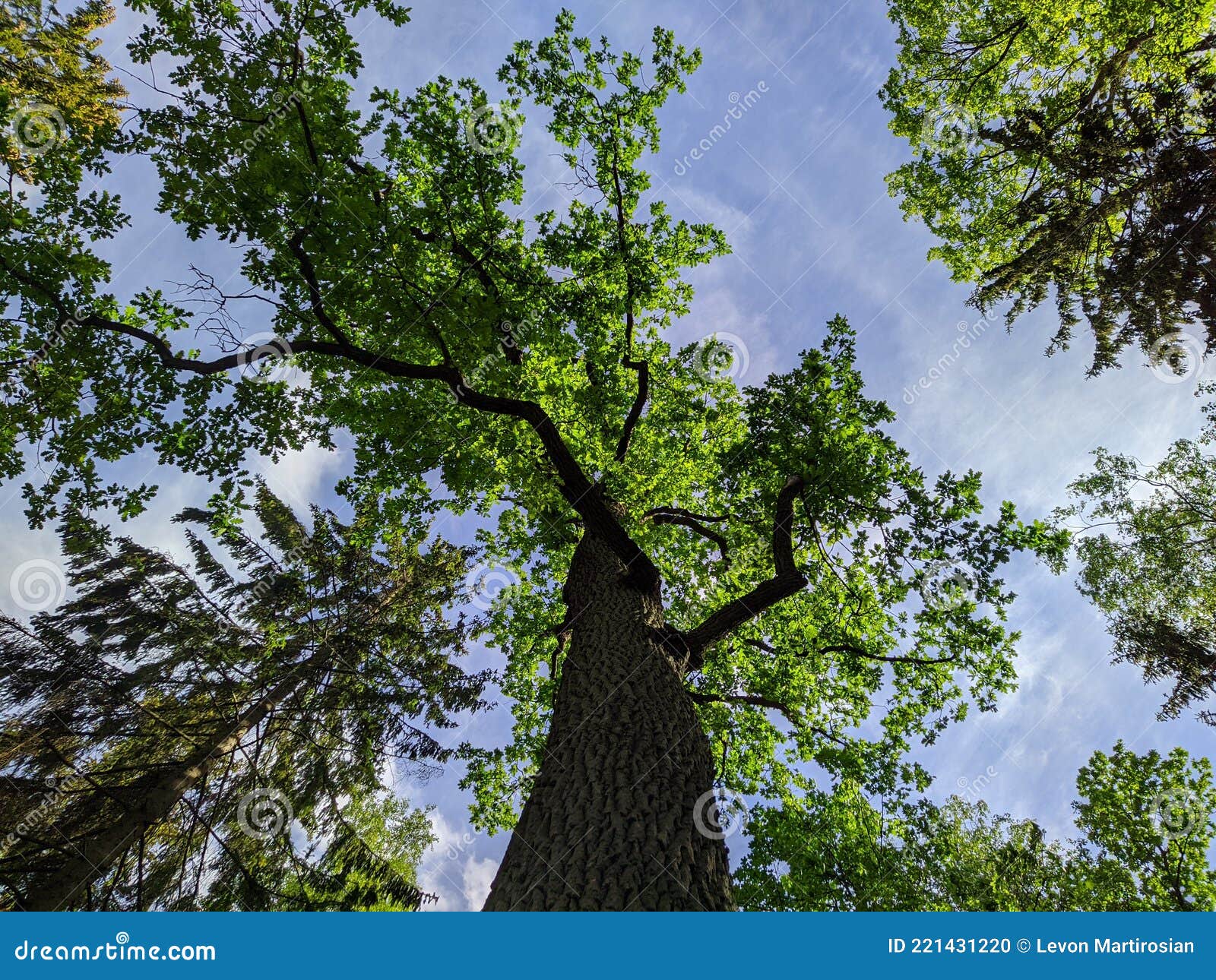 Tree in the Forest Bottom Up View. Stock Photo - Image of grass, branch ...