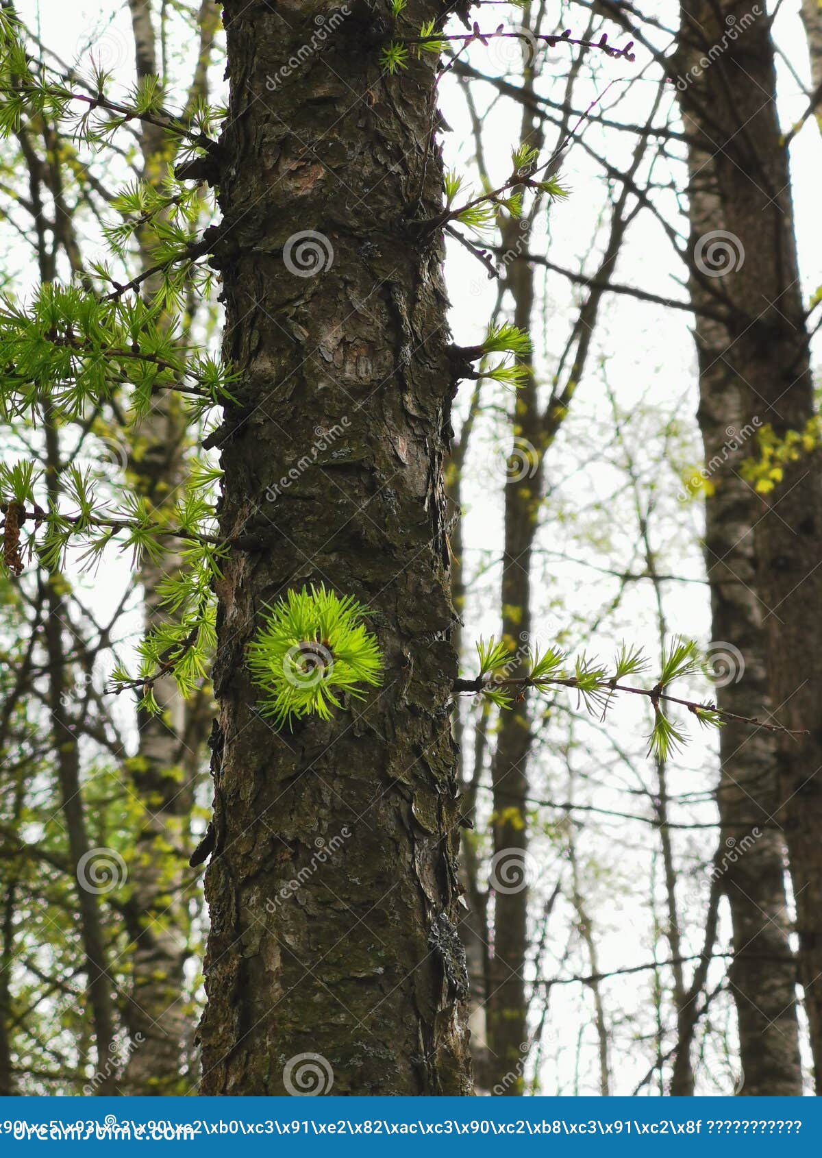 Tree Forest Brown Summer Sky Stock Photo - Image of tree, summer: 255908106