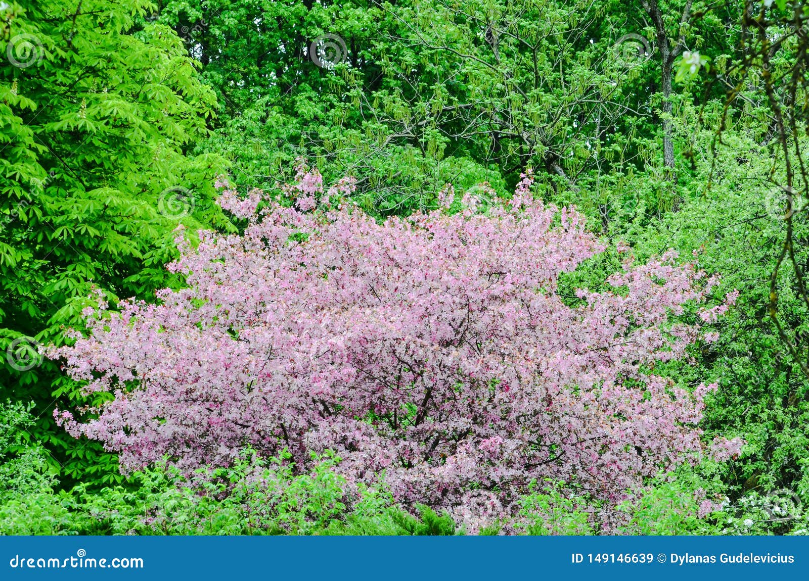 Tree Forest Colours Nature Amazing Difference Stock Image - Image of ...