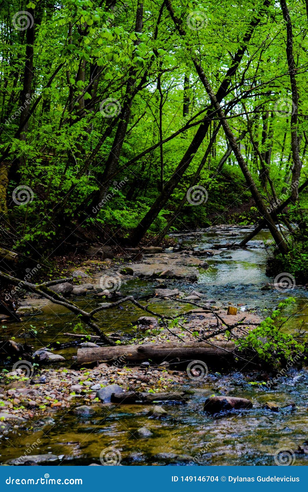 Tree Forest Colours Nature Amazing Difference Stock Photo - Image of ...