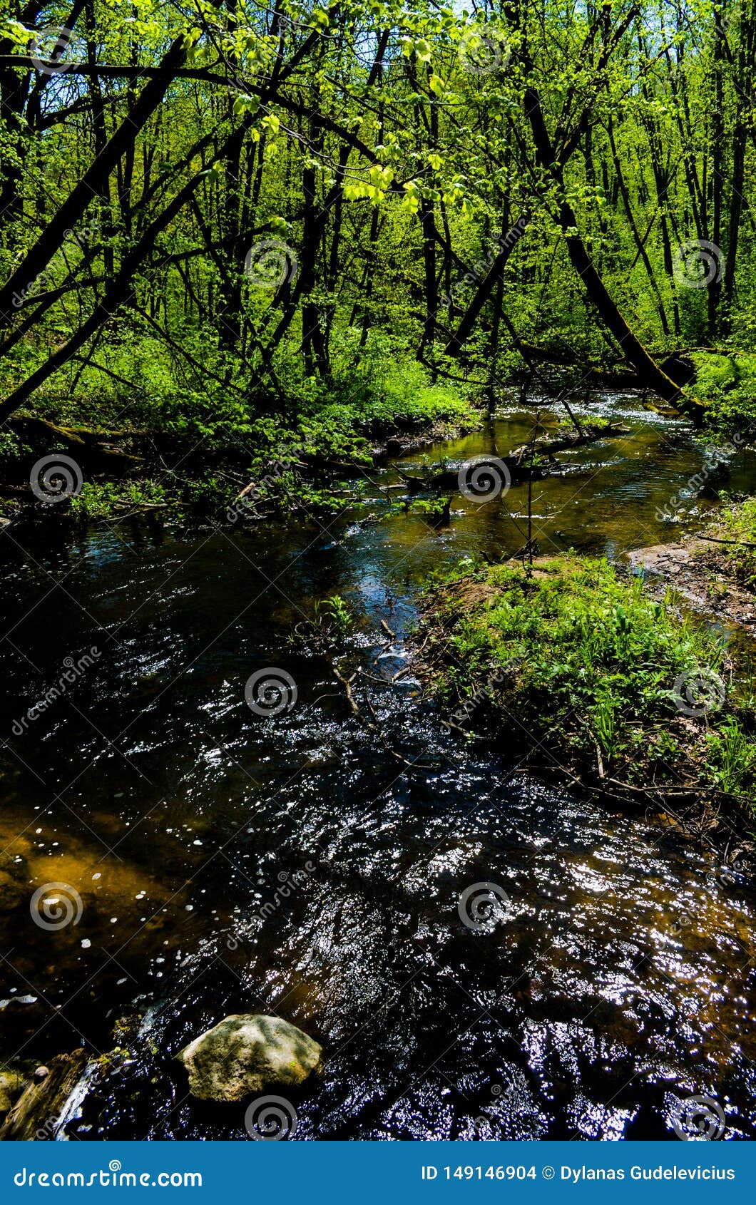 Tree Forest Colours Nature Difference River Stock Photo - Image of ...