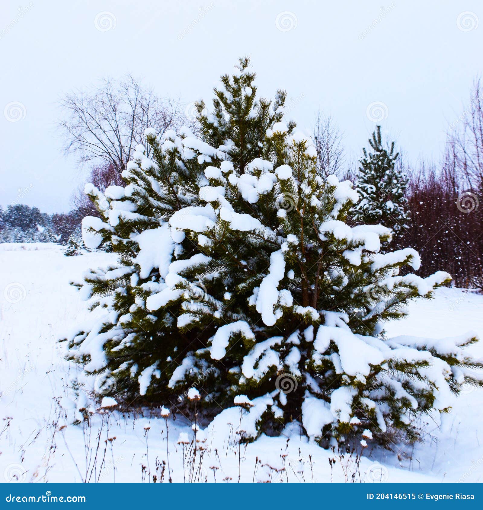 The Tree in the Forest is Covered with Snow. Stock Image - Image of ...