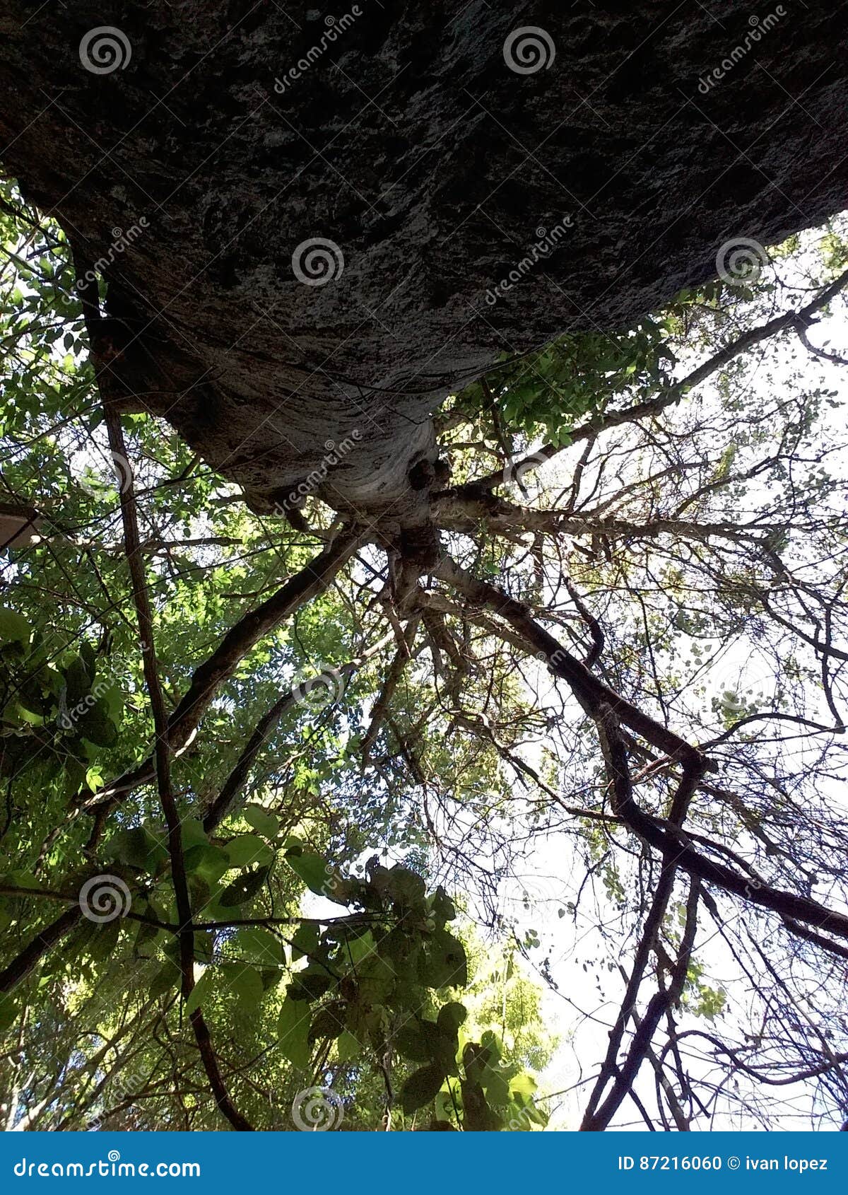 Tree in the forest stock photo. Image of tree, forest - 87216060