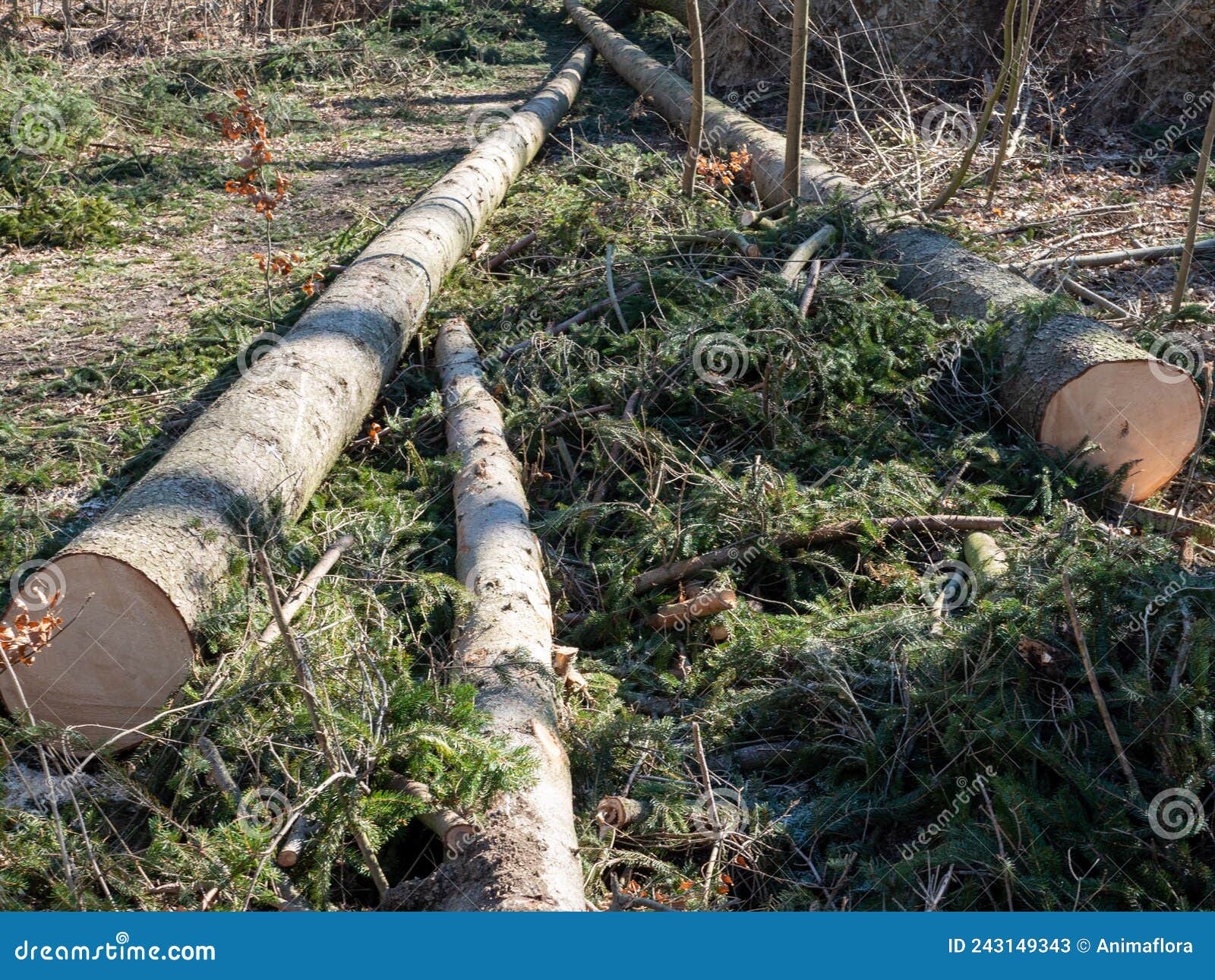 Tree in the Forest Fell after a Storm Stock Image - Image of ...