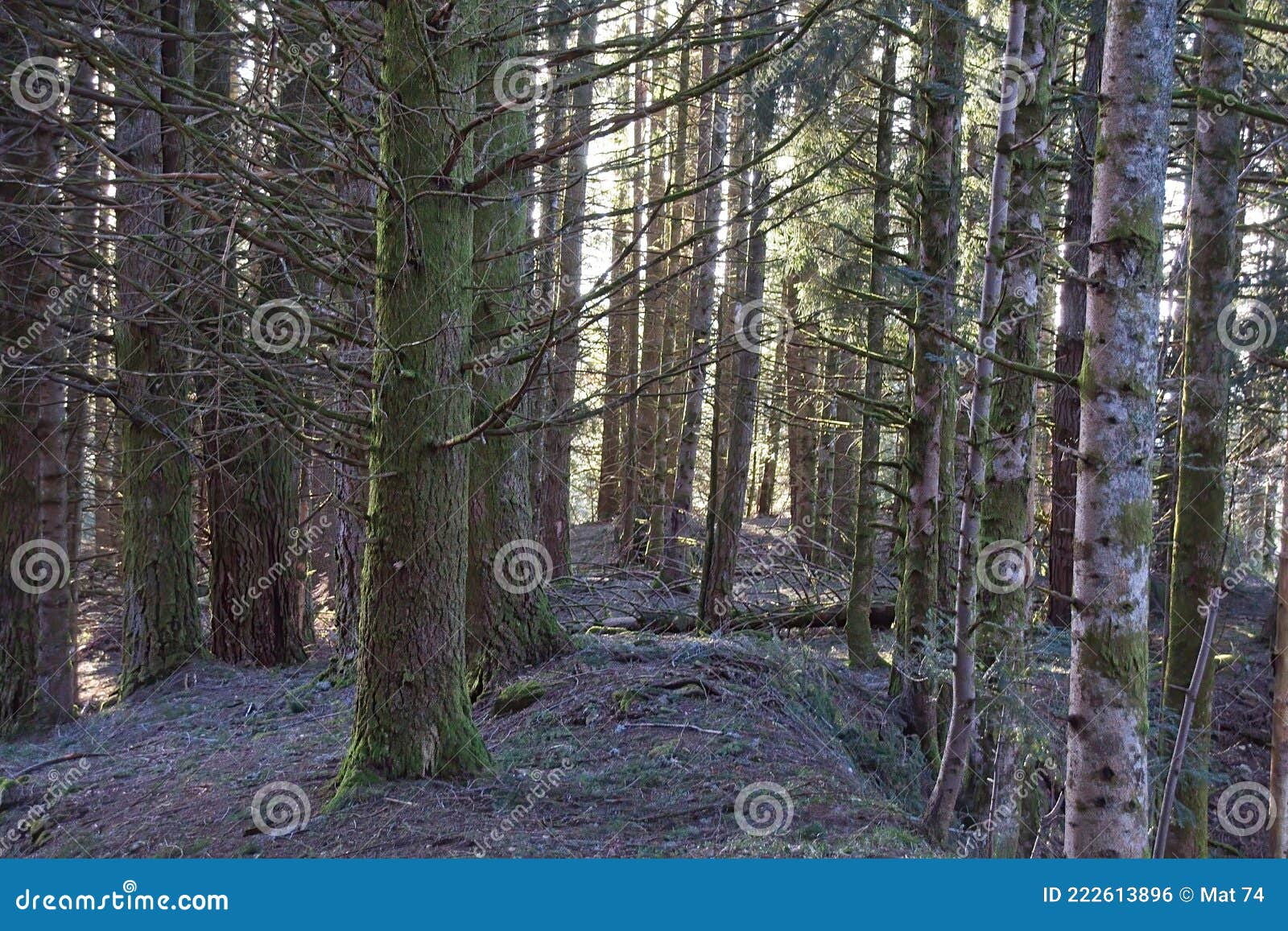 Tree in the Forest in France Stock Photo - Image of view, pine: 222613896