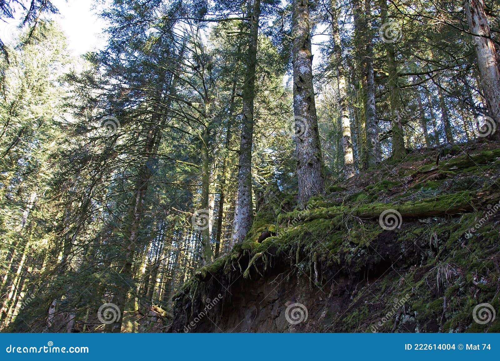 Tree in the Forest in France Stock Photo - Image of summer, natural ...
