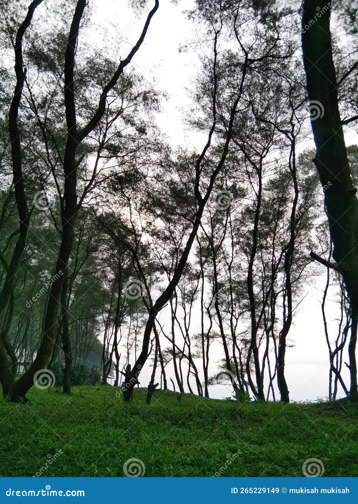 Tree Forest Garden Park Mor Stock Image - Image of green, grass: 265229149