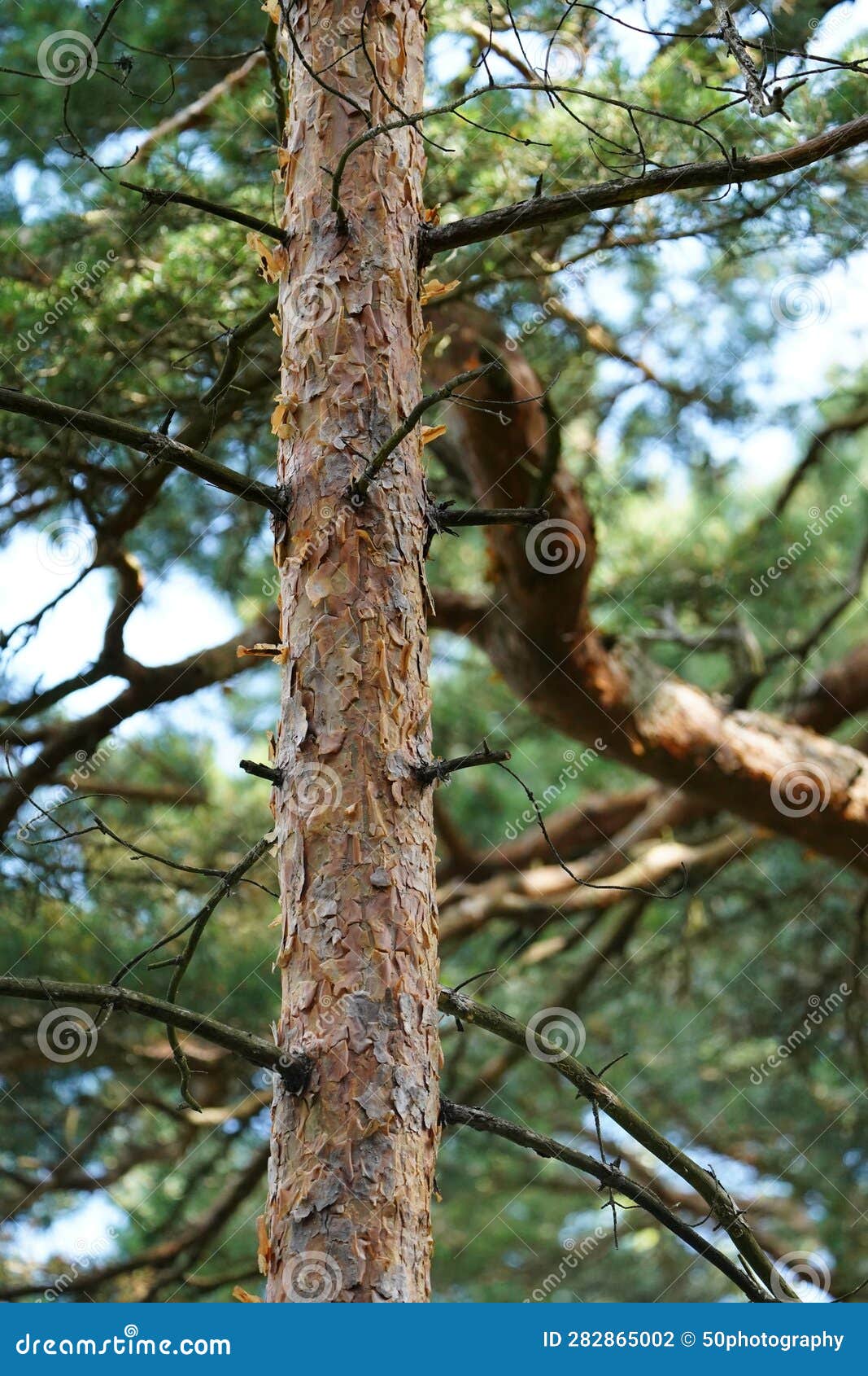 Tree in the Forest. High Tree in the Park Stock Photo - Image of leaves ...