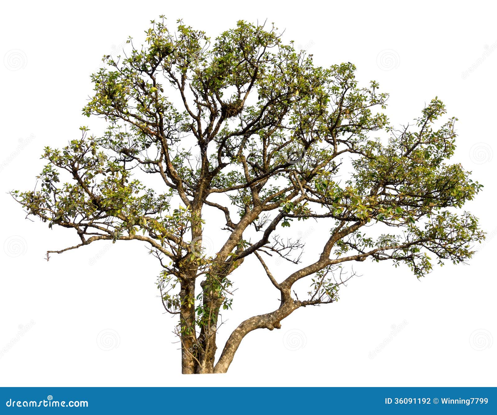 Tree in forest isolated. stock photo. Image of asia, clipping - 36091192