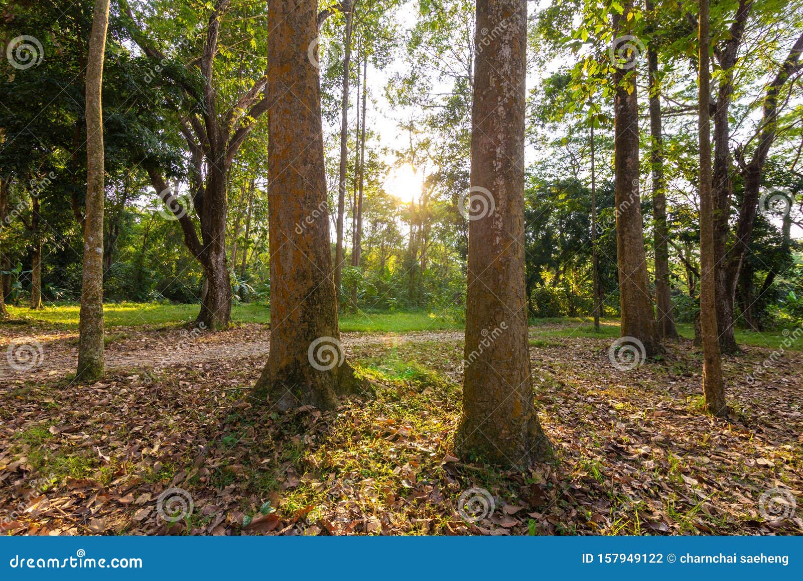 Big Tree in the Forest with Light and Shadow. Natural Background ...