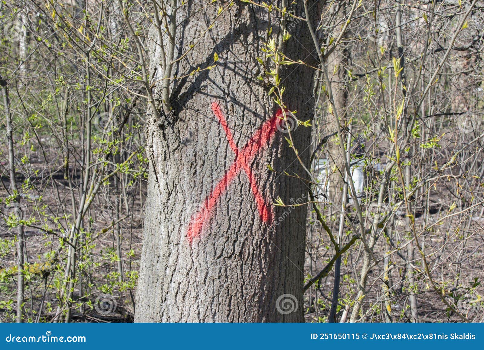 Tree in Forest Marked with Red X To Be Cut Down Stock Image - Image of ...