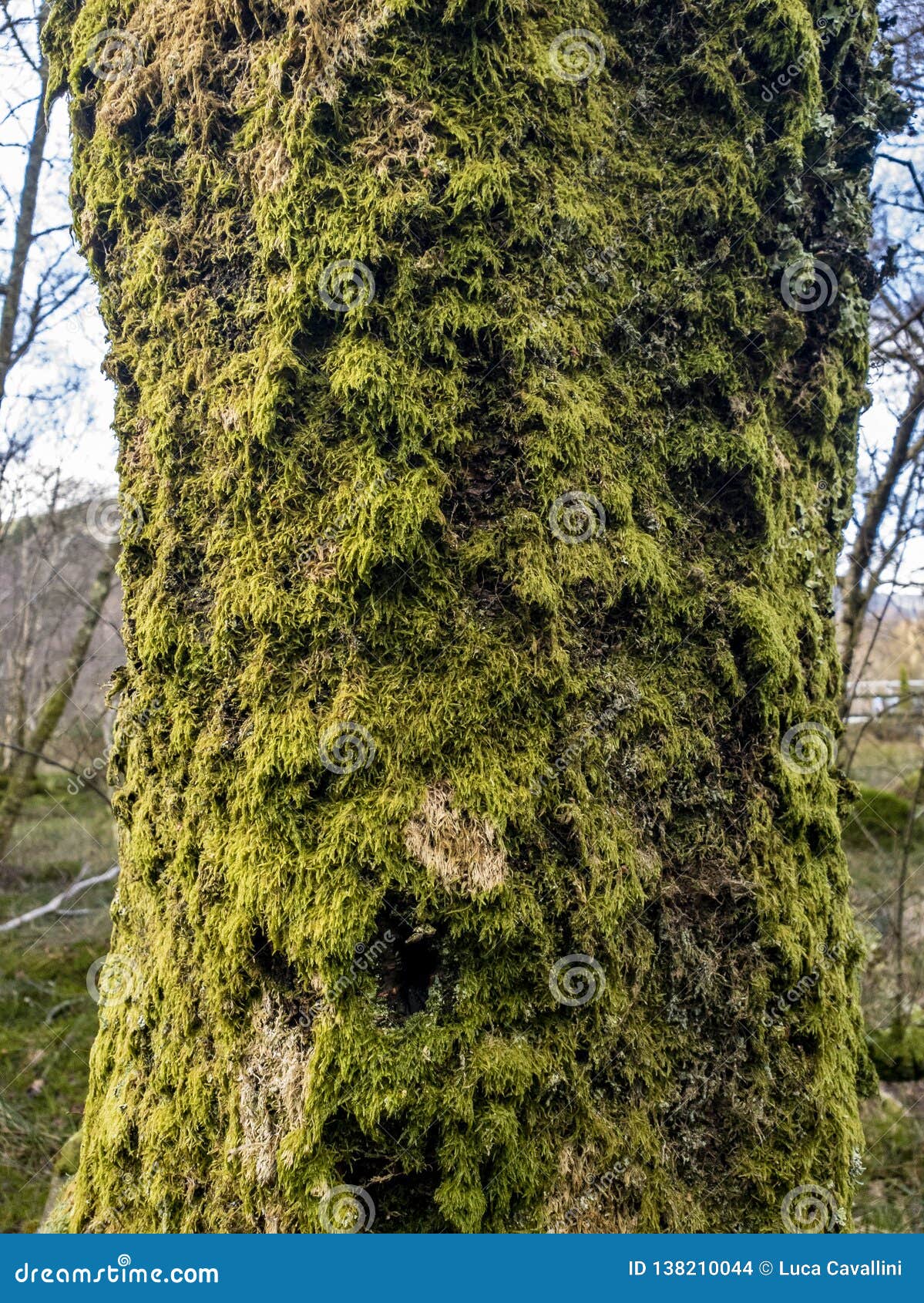 Tree in the Forest with Musk and Lichen Stock Photo - Image of tree ...