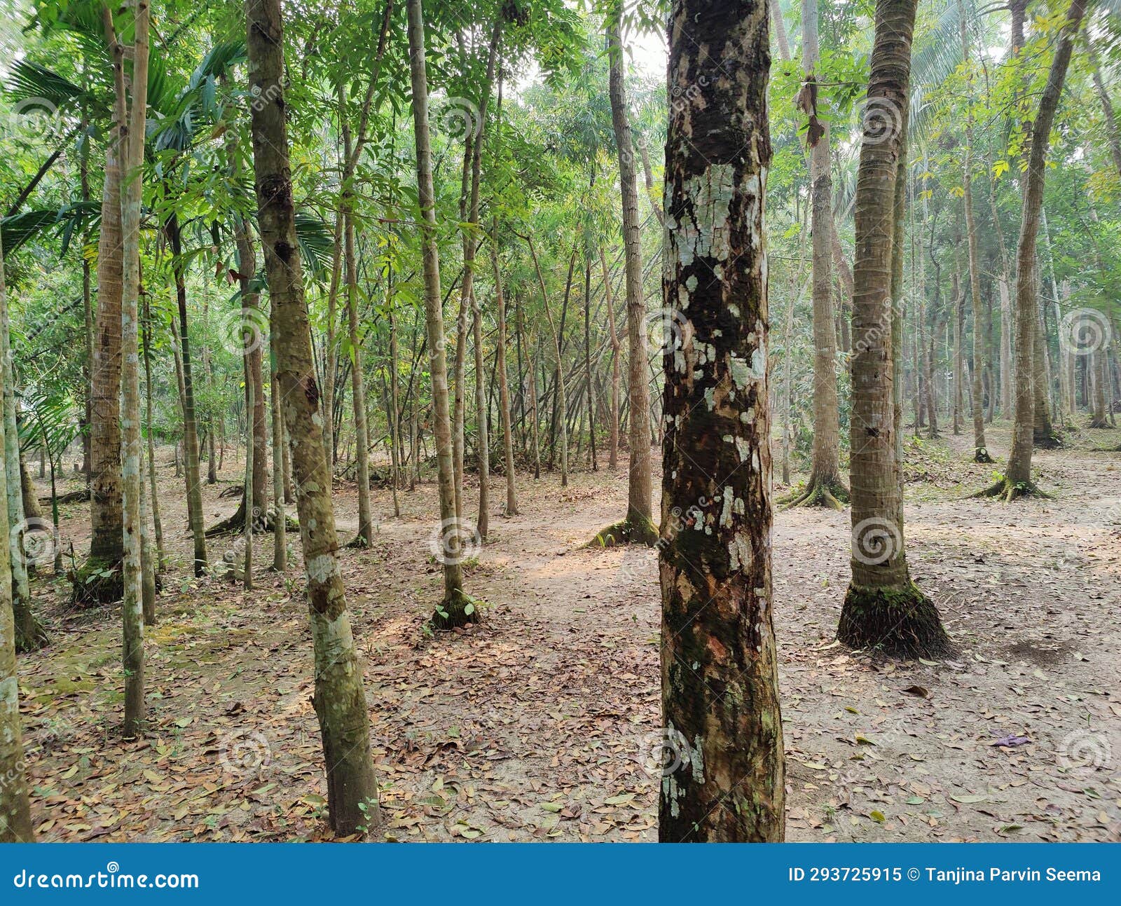 Tree in the Forest. Natural Tree Photo Stock Image - Image of tree ...