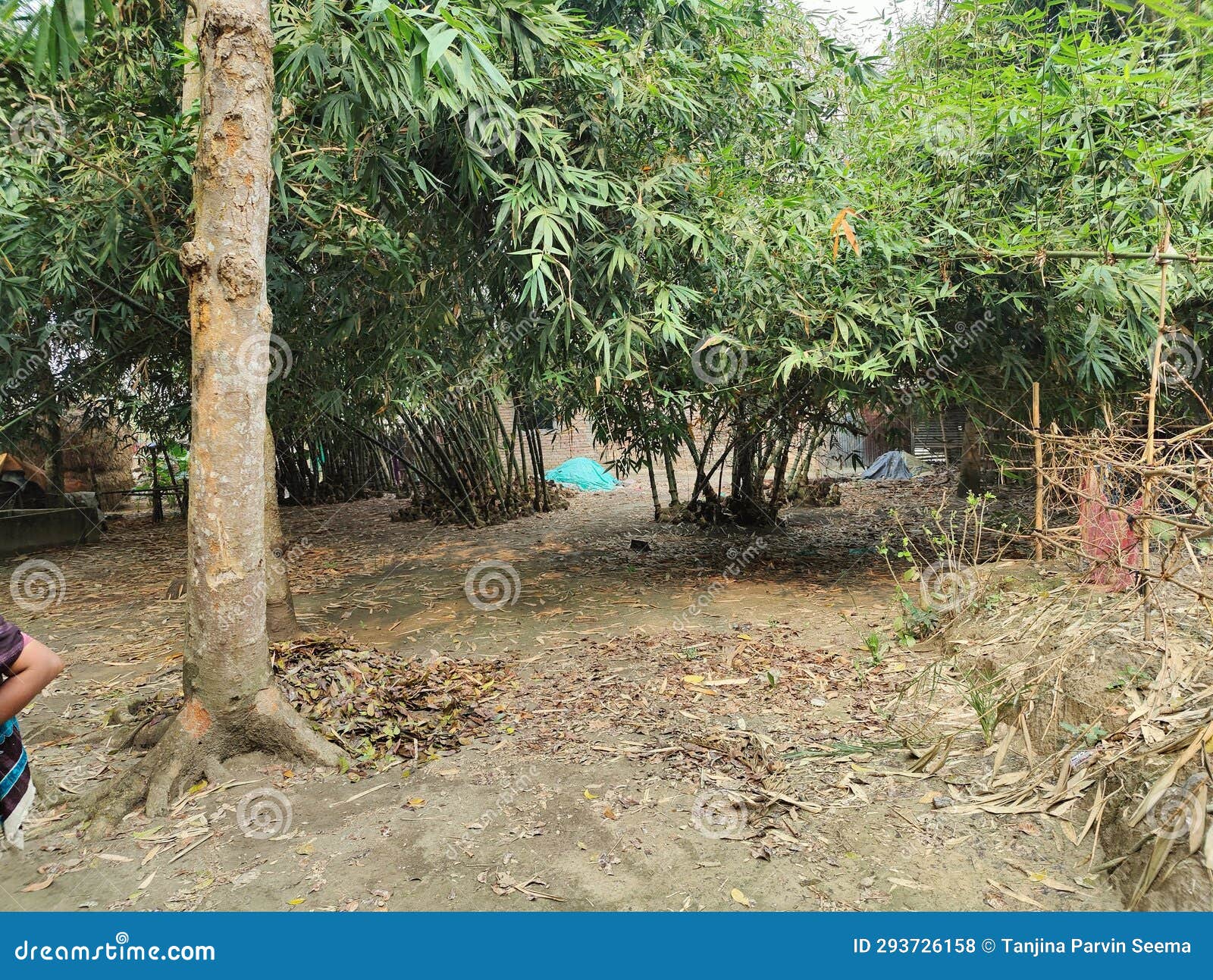 Tree in the Forest. Natural Tree Photo Stock Photo - Image of natural ...