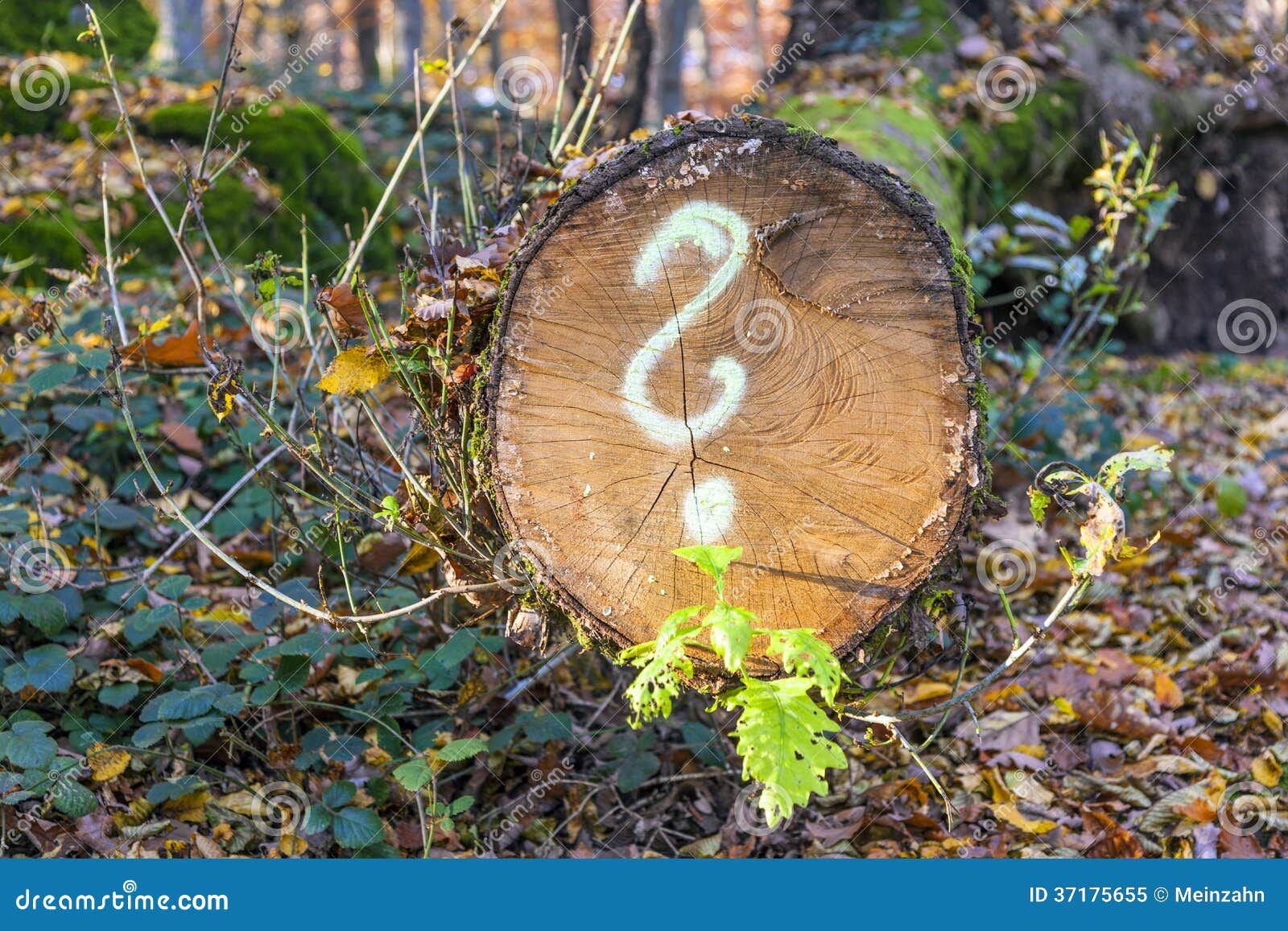 Tree in Forest with Painted Stock Image - Image of green, outdoor: 37175655